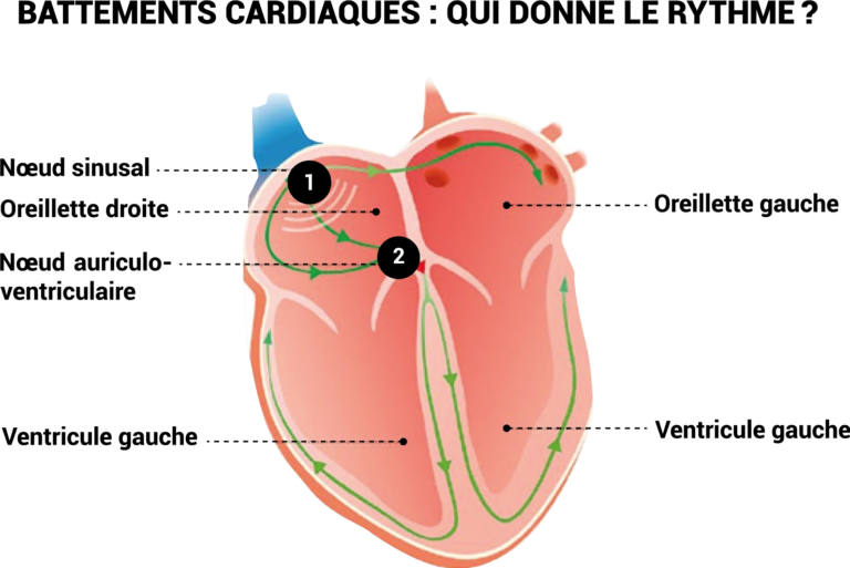 Rythme Cardiaque Normal - Medrac Cardio Systems